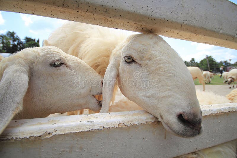 Close up of sheep face stock photo. Image of nature, agriculture - 35892884