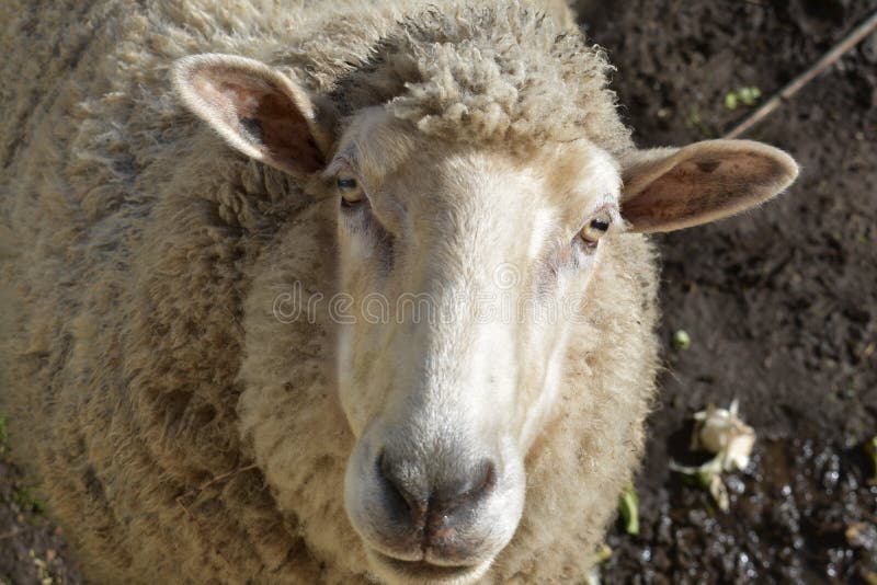 Close up sheep eye stock image. Image of care, babe, look - 32909549