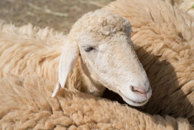Sheep face, side view stock image. Image of agriculture - 34893807