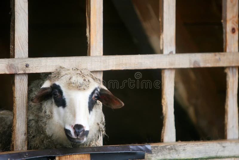 Close Up of Sheep in Farm Stable Stock Photo - Image of horizontal ...