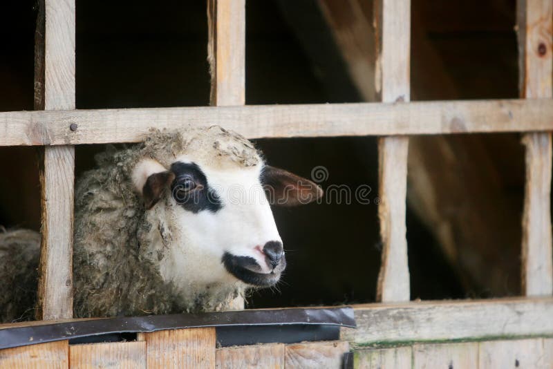 Close Up of Sheep in Farm Stall Stock Image - Image of outside, mammal ...