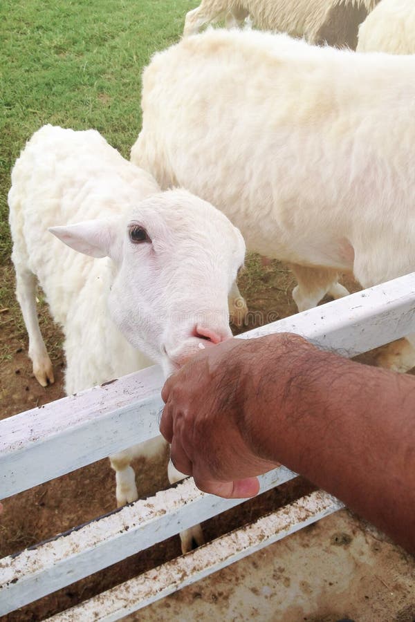 Close Up Sheep in Farm. Wait for Feed in Showing F Stock Photo - Image ...