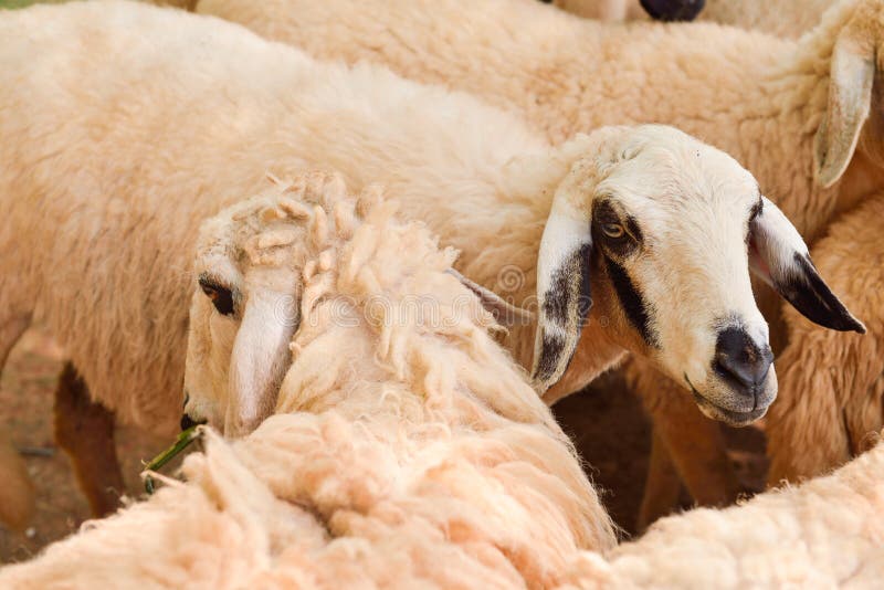 Close up sheep eye stock image. Image of field, eyes - 32909549
