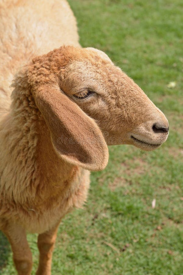 Close Up Sheep Focus on Sheep Eye Stock Image - Image of nature, green ...