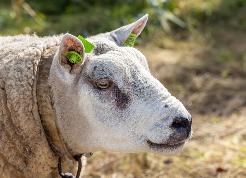Close-up of a Sheep with a Green Ear Tag in a Sunny Pasture Stock Image ...