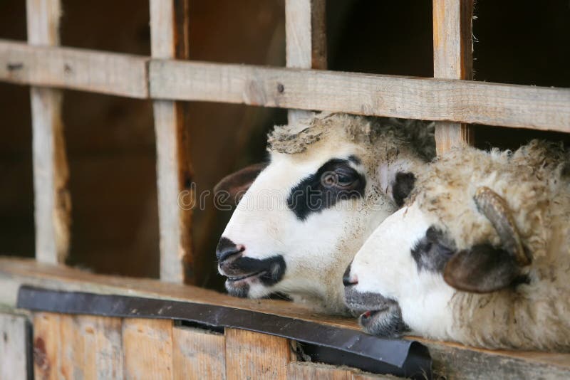Close Up Sheep Locked Up Stall Stock Photos - Free & Royalty-Free Stock ...