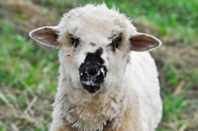Close-up of Sheep, Looking at Camera while Grazing on Pasture Stock ...