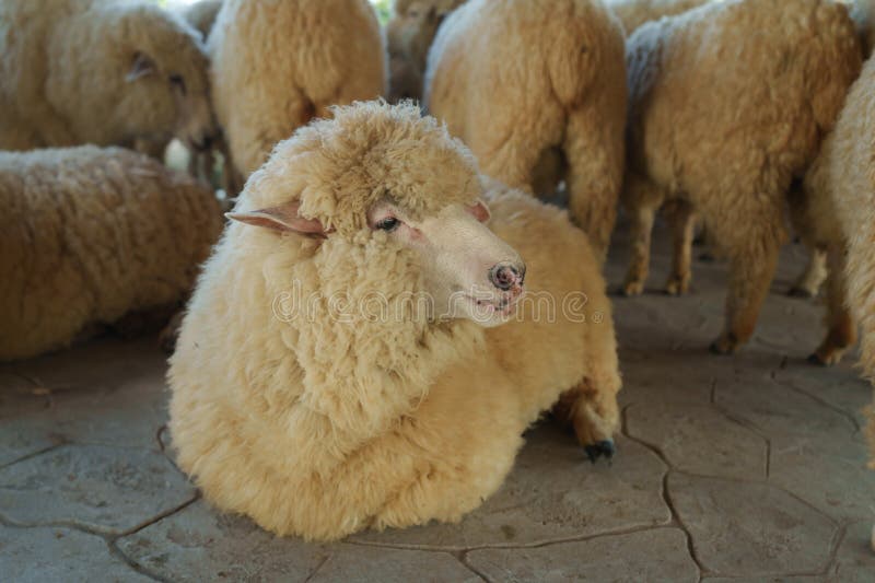 Close up sheep resting stock photo. Image of farming - 347071934