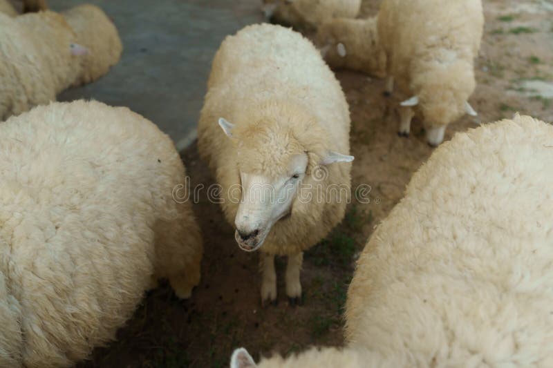 Close up sheep resting stock photo. Image of cute, standing - 347905318