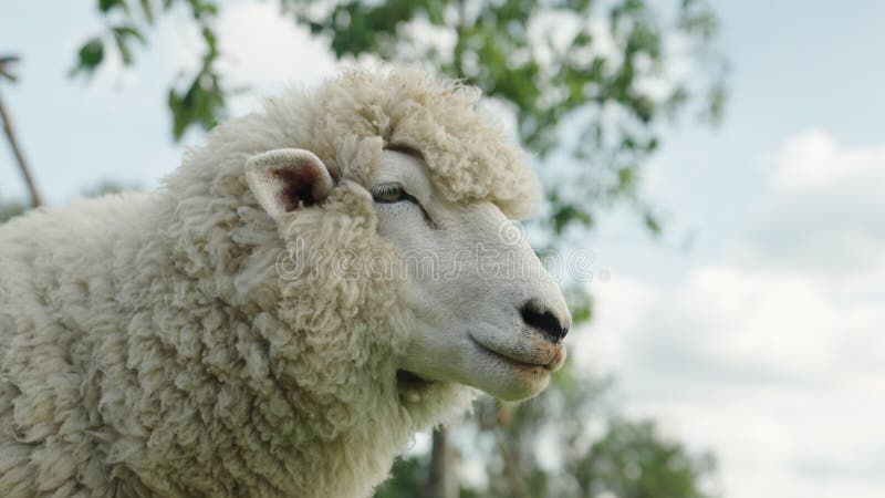 Close Up Sheep Resting in Grass Field Stock Video - Video of domestic ...