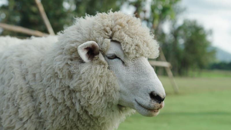 Close Up Sheep Resting in Grass Field Stock Footage - Video of breed ...