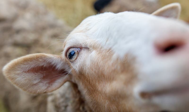 A Close Up of a Sheep S Face with a Blue Eye Stock Image - Image of ...