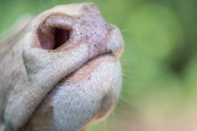Sheep nose close up stock image. Image of close, nose - 44924007