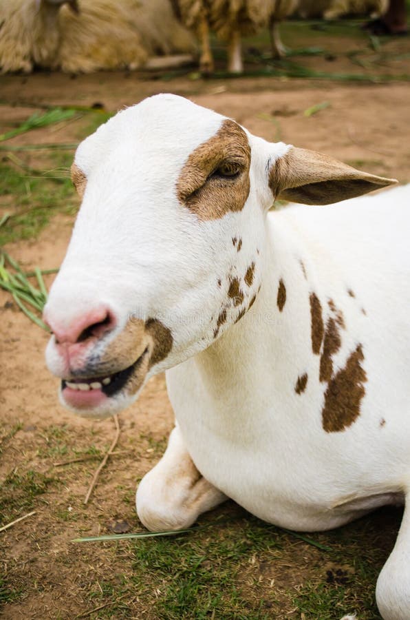 Close up of a sheep stock photo. Image of grass, white - 30853916