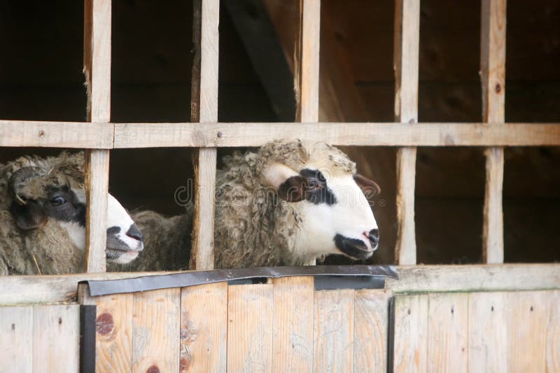 Close up of sheep in stall stock image. Image of mammal - 46987965