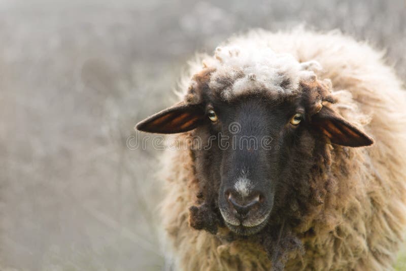 Close-up of a Sheep Standing on a Hill Stock Image - Image of nature ...