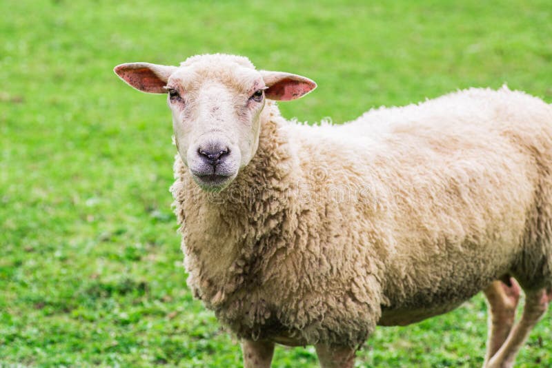 Close Up of a Sheep Standing on a Lawn Stock Photo - Image of curious ...