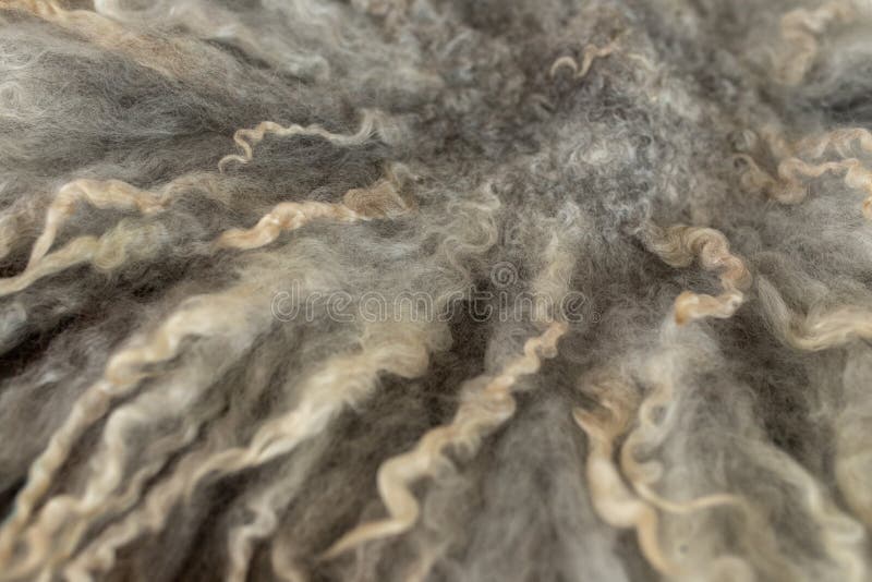 Close Up of Sheep Wool in Natural Color Stock Image - Image of lamb ...