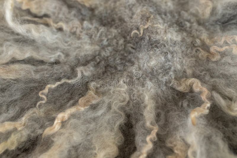 Close Up of Sheep Wool in Natural Color Stock Photo - Image of natural ...
