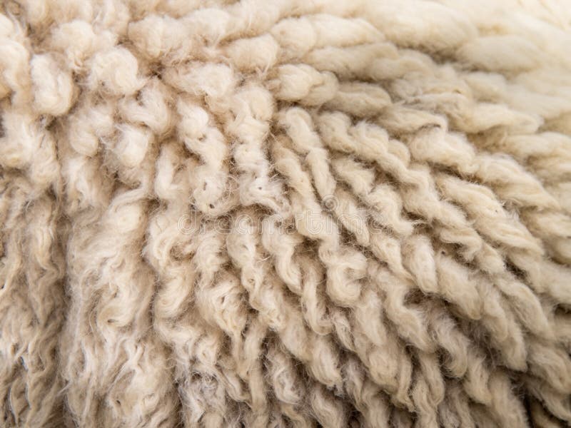 Sheep wool texture stock photo. Image of pattern, design - 300968782