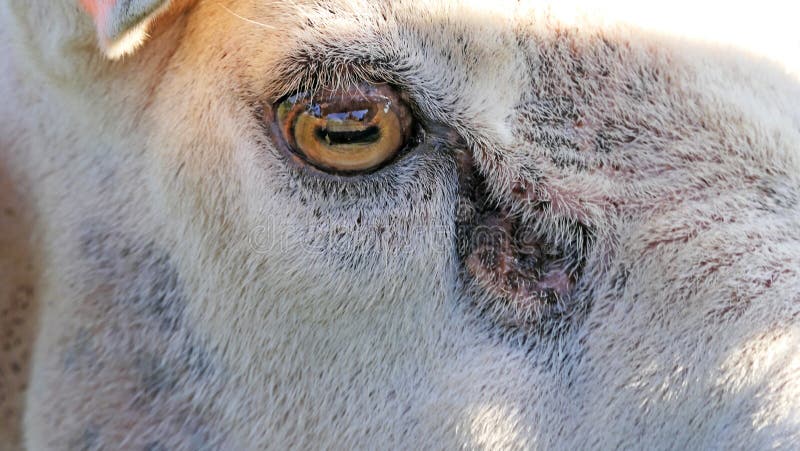 Sheep Eye Lashes