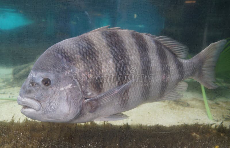 Close Up of a Sheepshead Swimming Inside an Aquarium Stock Photo ...