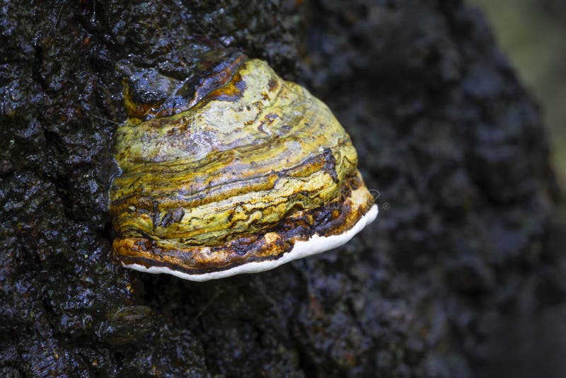 A Close Up of a Shelf Fungi Growing on a Tree Stock Image - Image of ...