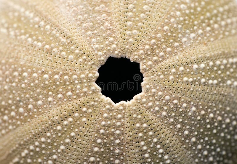 Close Up of Sea Shell. Textured Background Wallpaper, Beach. Ocean ...