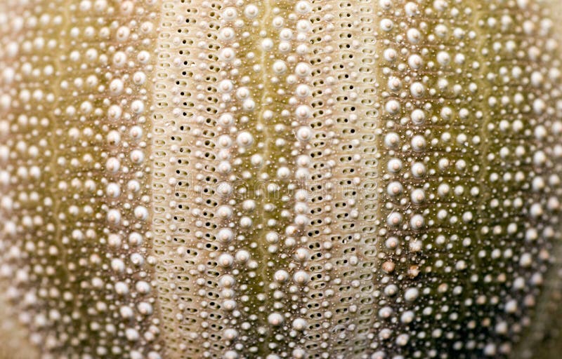 Close up of shell stock photo. Image of material, nature - 4681830