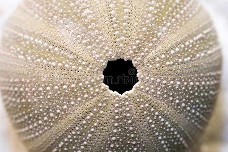 Close-up of a shell stock image. Image of hard, seashell - 5563403