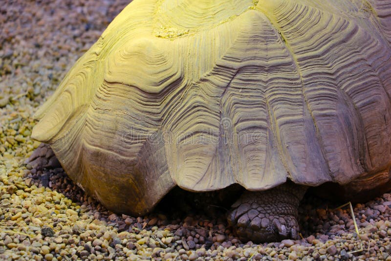 Adult Turtle Ant stock photo. Image of detail, hymenoptera - 263481356