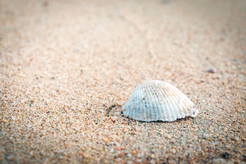 Close Up Shell on the Beach Stock Photo - Image of coast, blue: 120148608