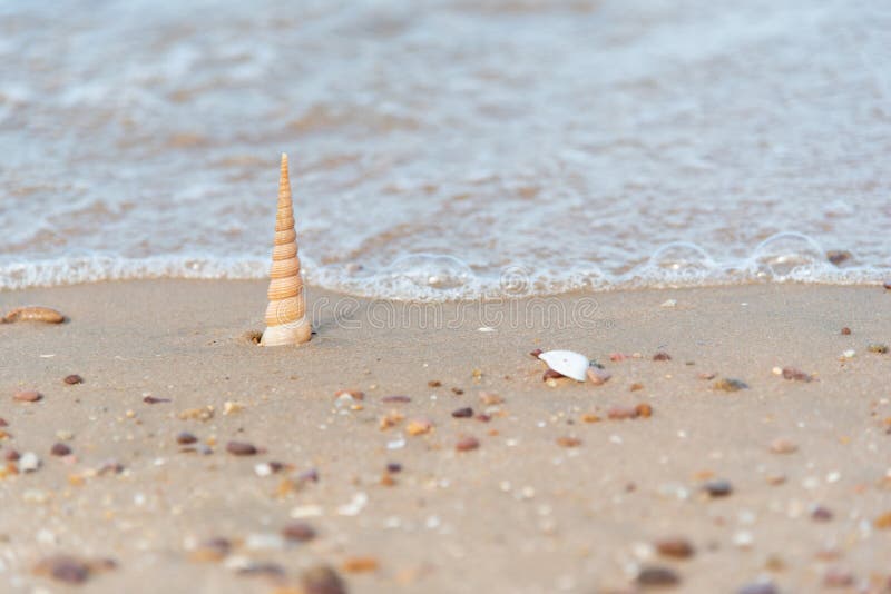 Close Up Shell on the Beach Stock Image - Image of seashore, shore ...