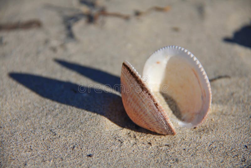 Close Up of a Shell on the Beach Stock Image - Image of landscape ...