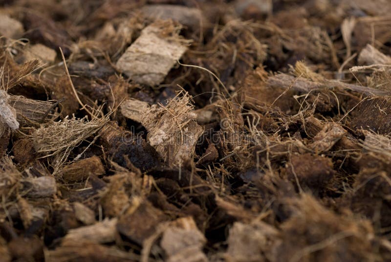Close Up of the Shell of a Coconut Fruit. Stock Image - Image of branch ...