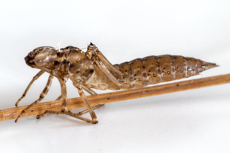Close Up of the Shell of a Dragonfly Larva Stock Image - Image of ...
