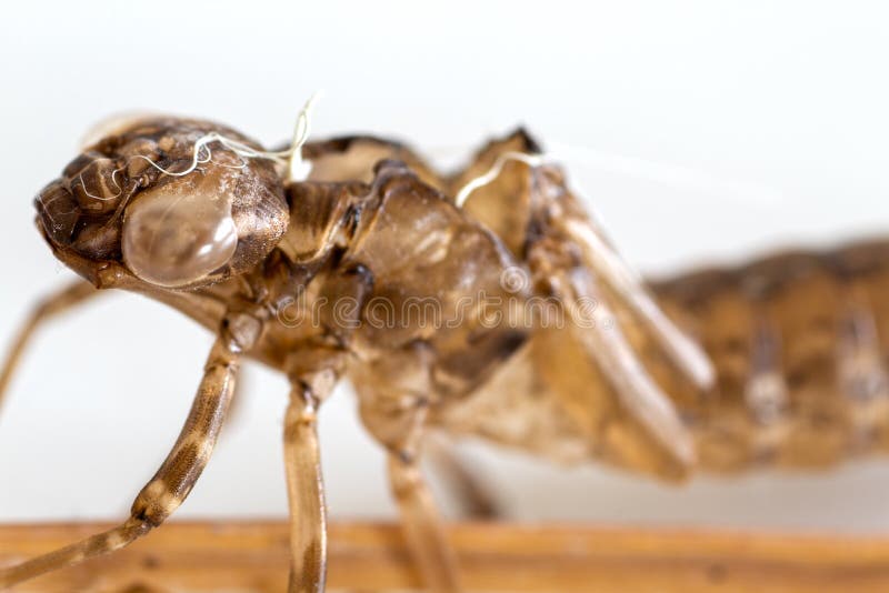 Close Up of the Shell of a Dragonfly Larva Stock Photo - Image of ...