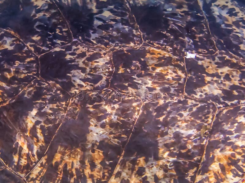 Close Up Shell Green Sea Turtle with Shape and Design Stock Image ...