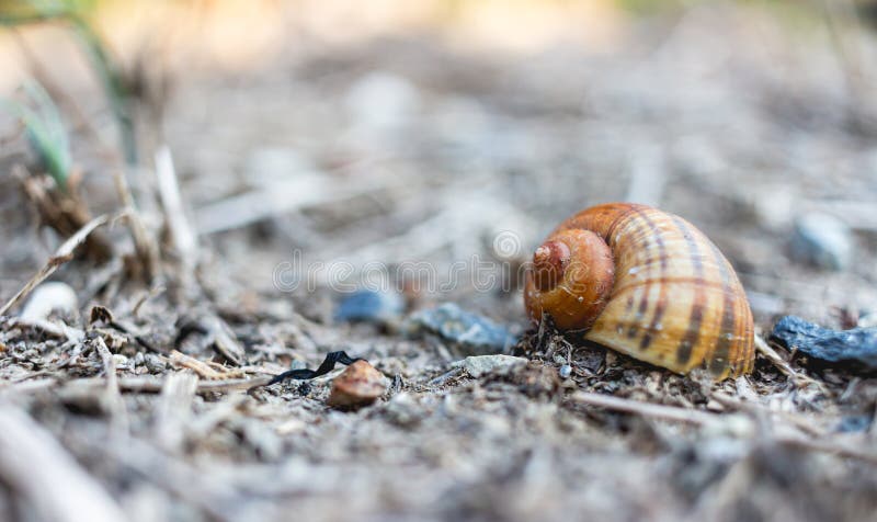 Close Up Shell on the Ground Stock Photo - Image of freshwater ...