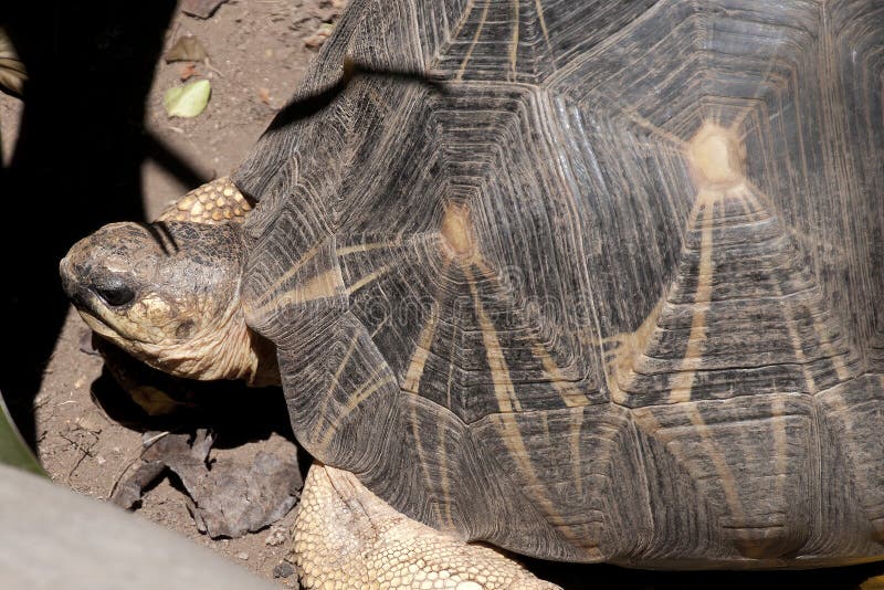 Close-up of Shell and Head of a Radiated Tortoise Stock Image - Image ...