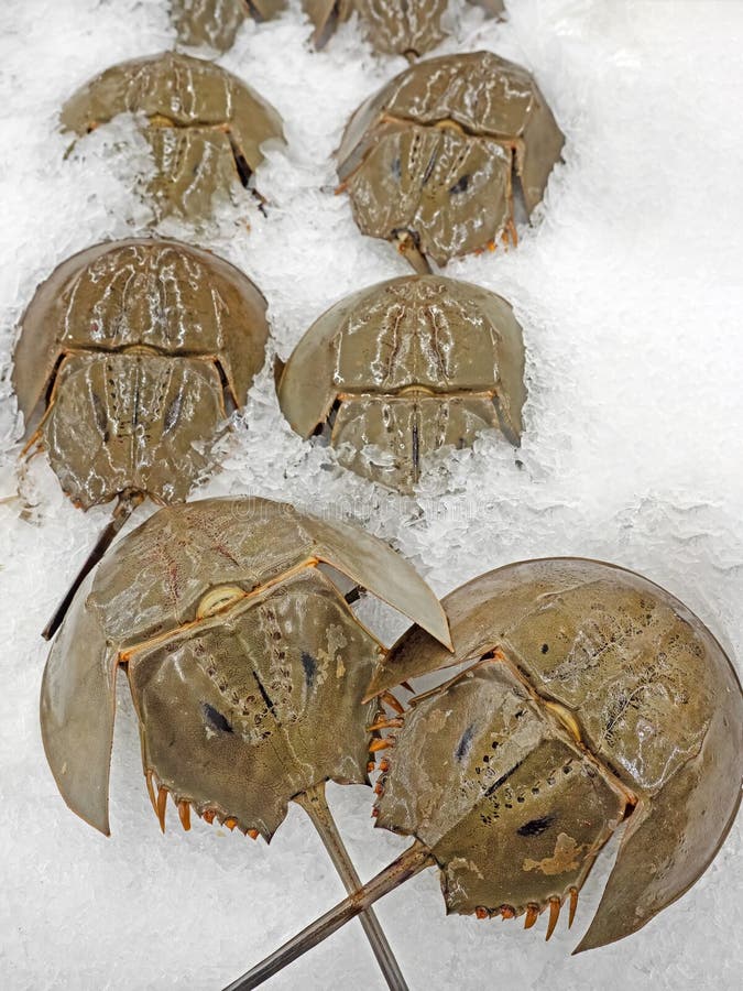 Close Up Shell of Horseshoe Crab on Ice Stock Photo - Image of aquatic ...