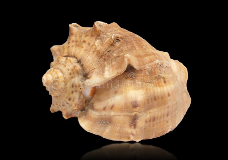 Close-up a shell stock photo. Image of pearl, oyster - 78686240