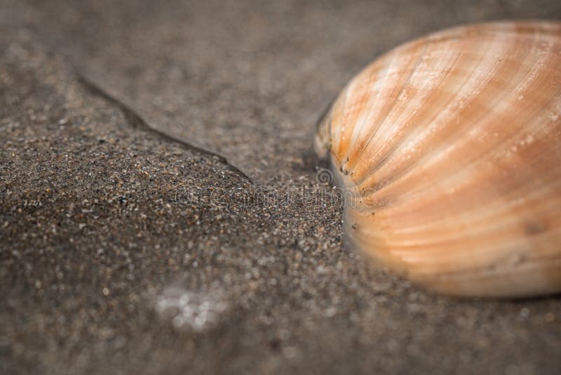 Close Up of Shell Lying in Sand Stock Image - Image of graphic, nature ...