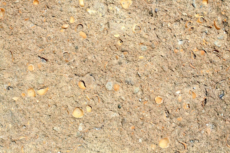 Shell Rock on Sea Rocks, Black Mussels on the Coast of the Atlantic ...