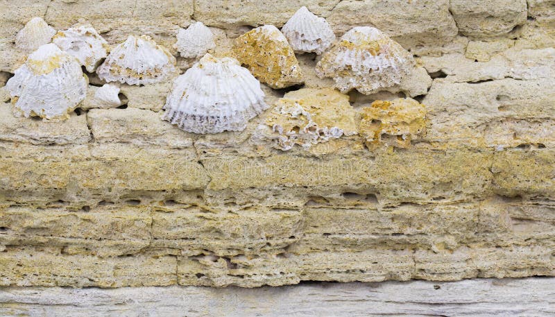 Close-up of Shell Rock Texture. Rough Surface of Coquina Limestone ...
