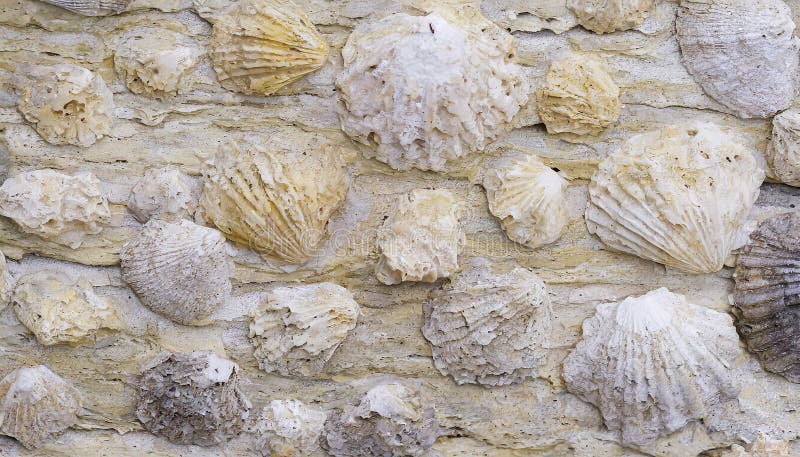 Close-up of Shell Rock Texture. Rough Surface of Coquina Limestone ...