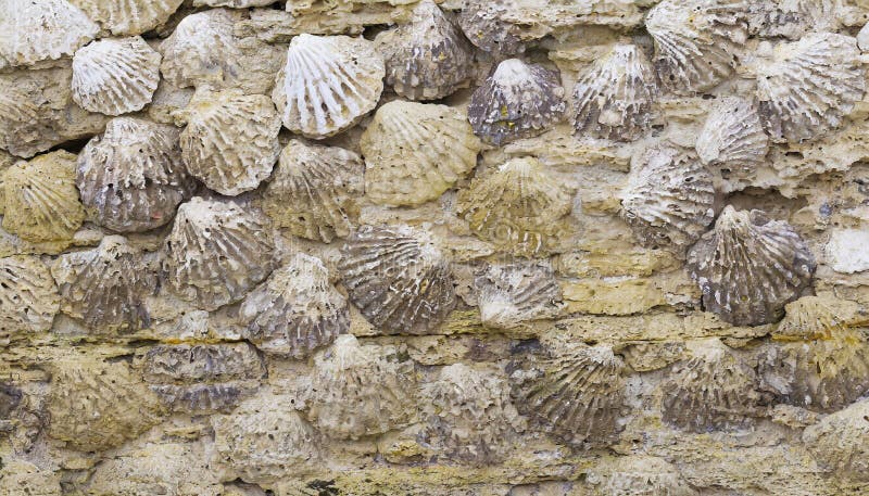 Close-up of Shell Rock Texture. Rough Surface of Coquina Limestone ...