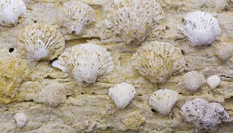 Close-up of Shell Rock Texture. Rough Surface of Coquina Limestone ...