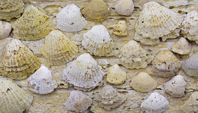 Close-up of Shell Rock Texture. Rough Surface of Coquina Limestone ...