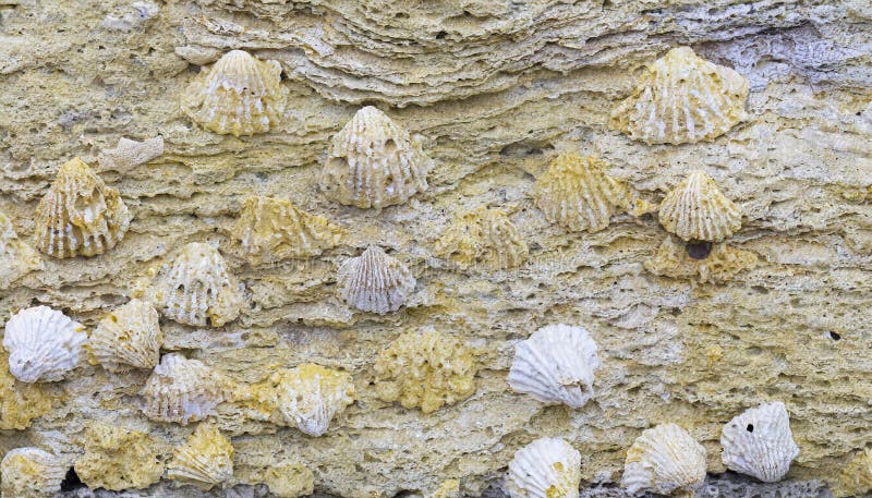 Close-up of Shell Rock Texture. Rough Surface of Coquina Limestone ...